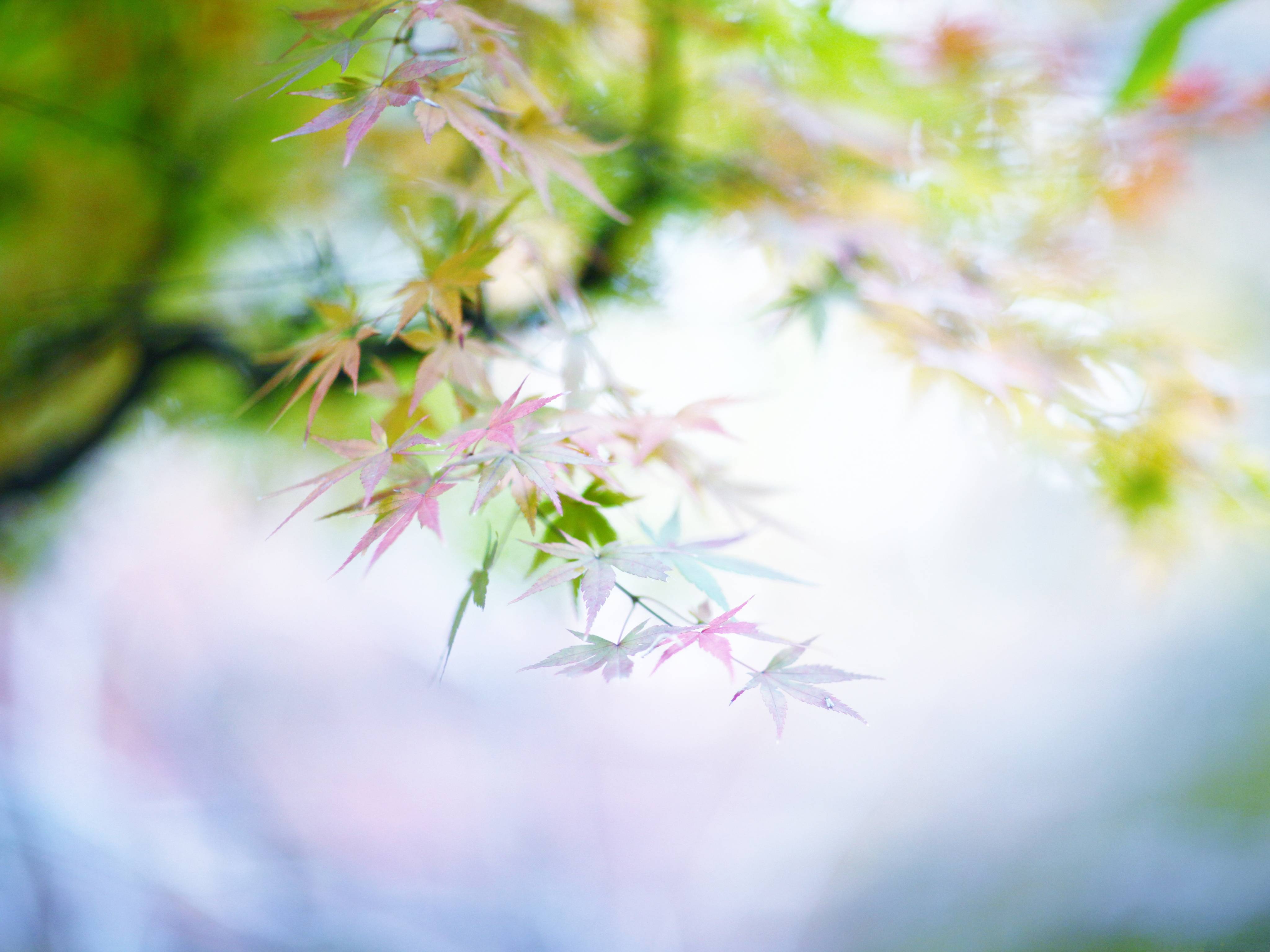 Spring Backgrounds Wallpapers - Wallpaper Cave