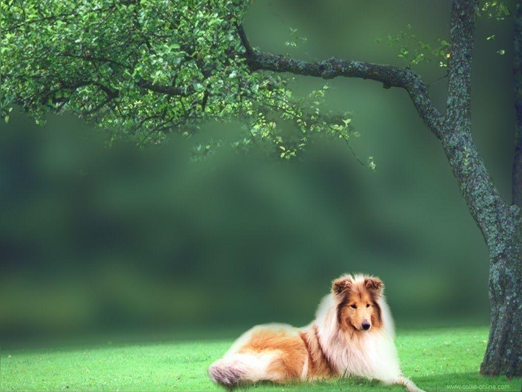 Sheltie Wallpapers - Wallpaper Cave