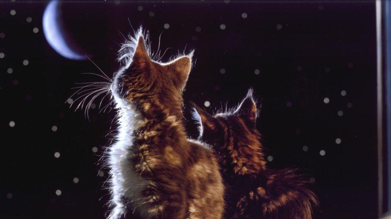 Free Cat Desktop Wallpapers - Wallpaper Cave