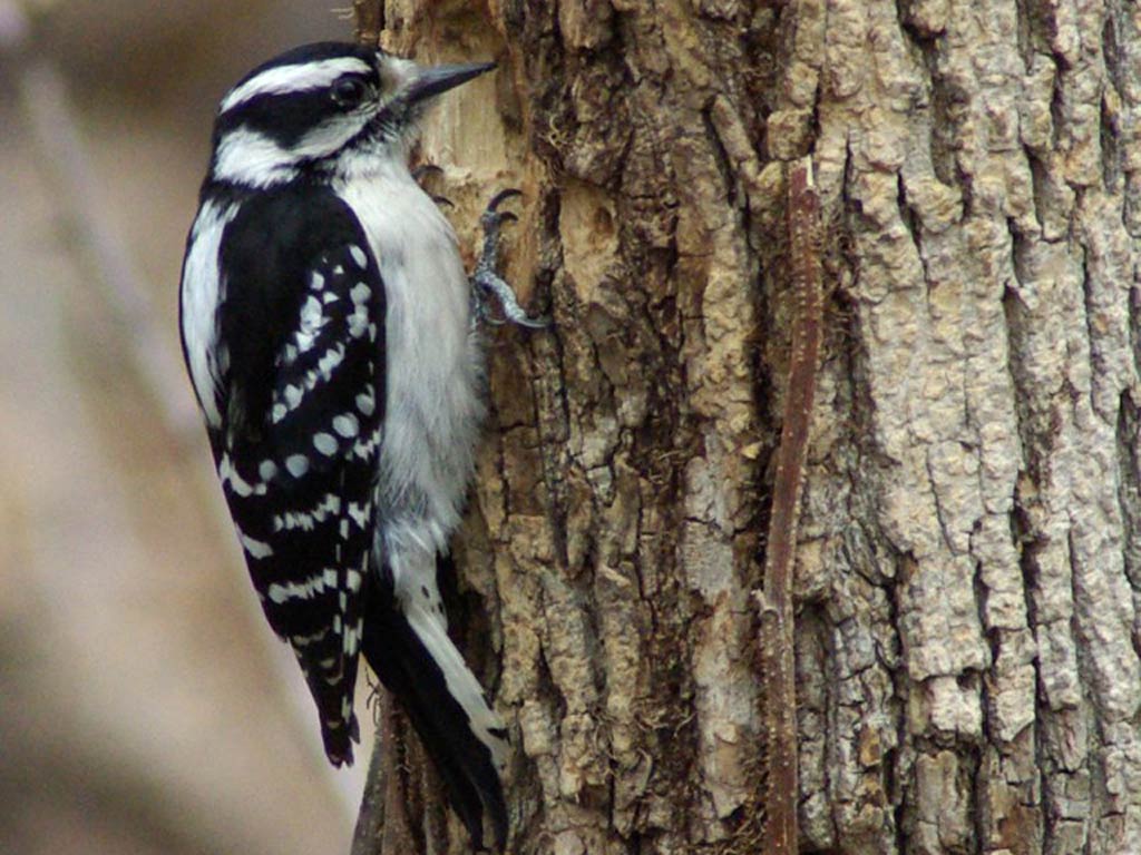 Woodpecker Wallpapers - Wallpaper Cave
