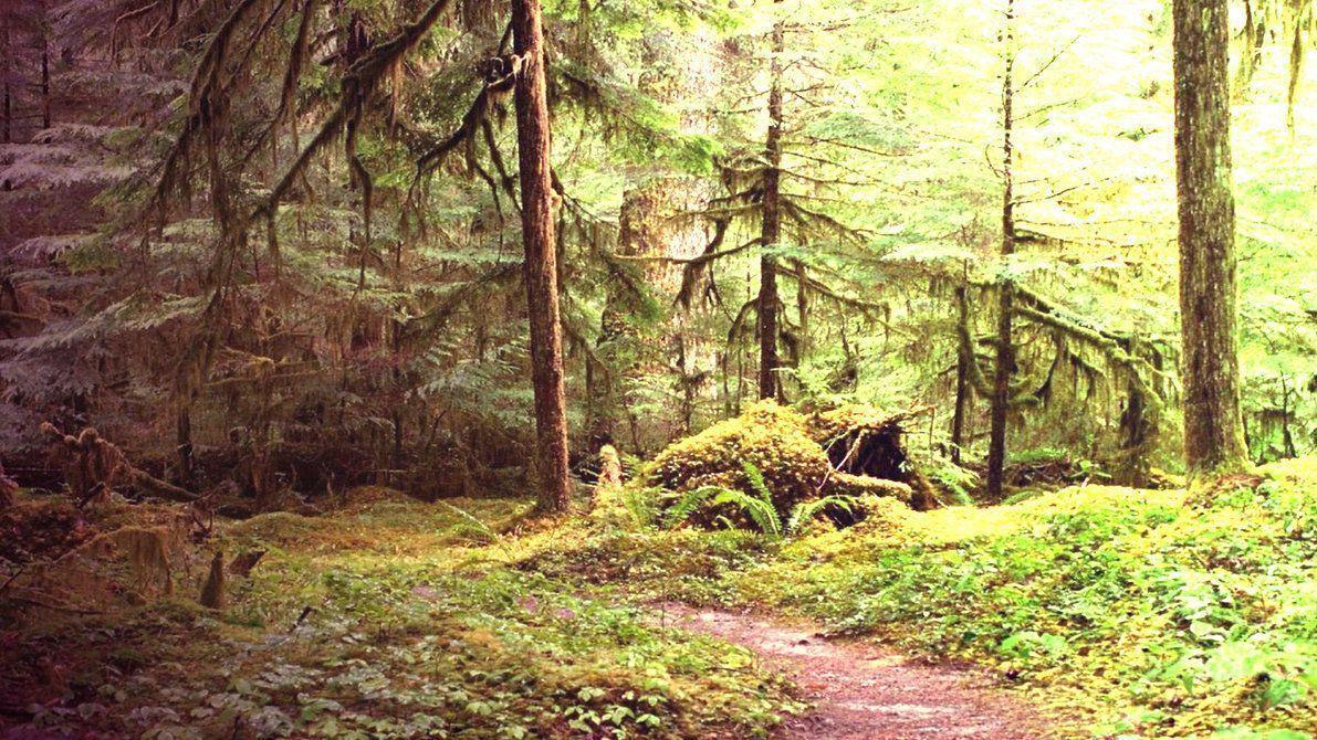 Forrest Wallpapers - Wallpaper Cave