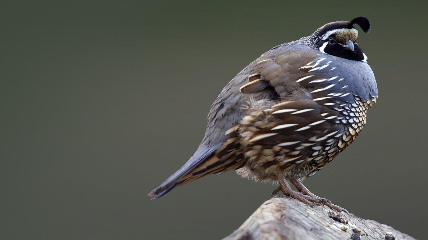 Quail Wallpapers - Wallpaper Cave
