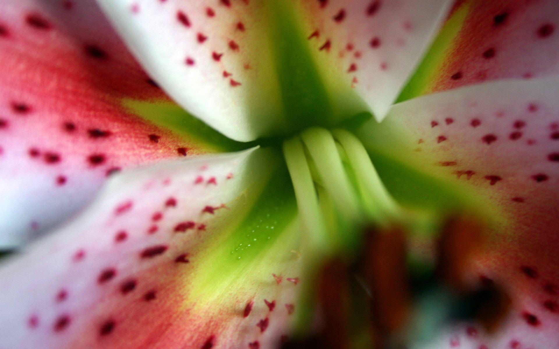 Stargazer Lily Wallpapers - Wallpaper Cave