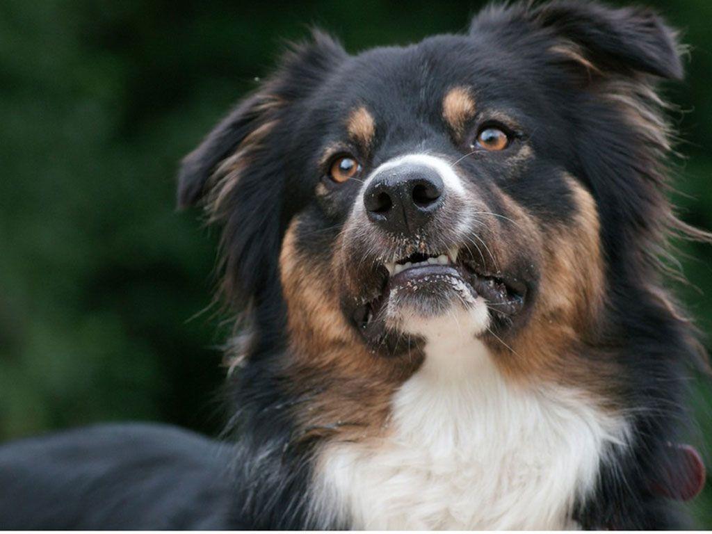 Australian Shepherd Wallpapers - Wallpaper Cave