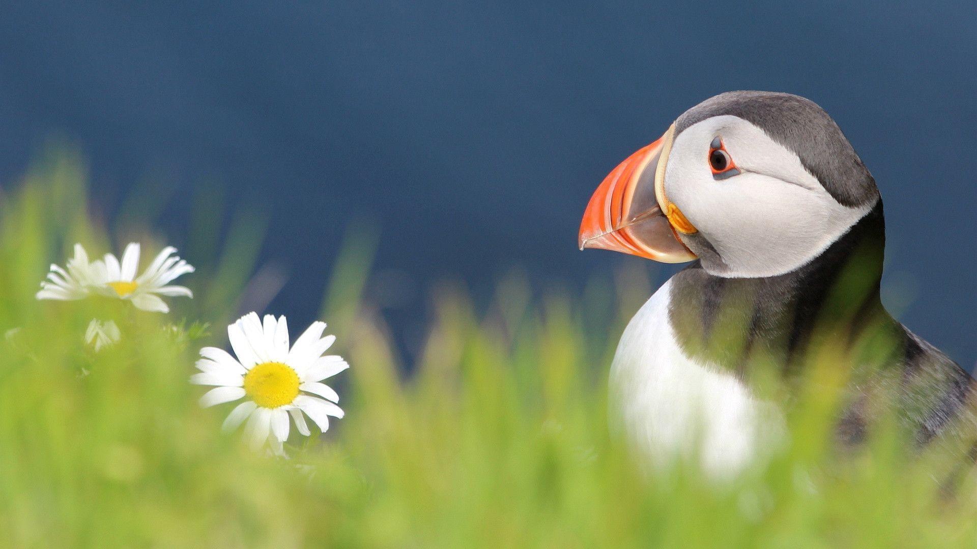 Puffin Wallpapers - Wallpaper Cave