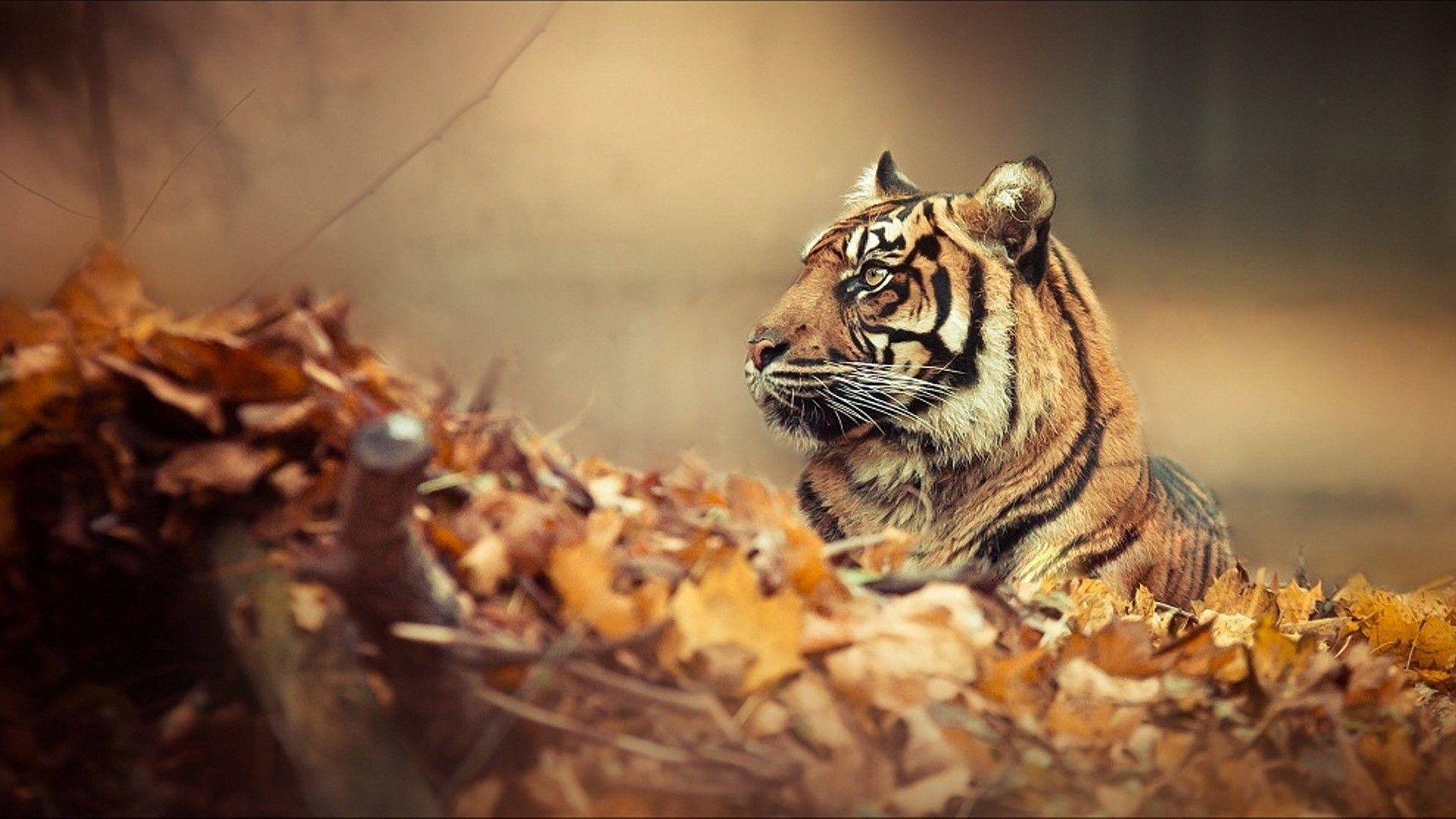 HD Tiger Backgrounds - Wallpaper Cave