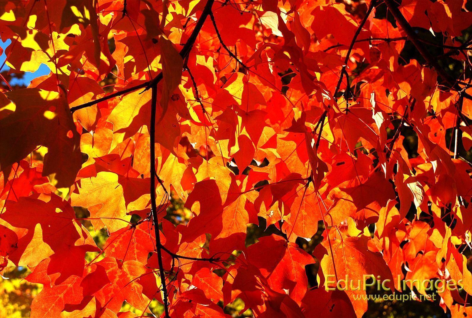Fall PC Wallpapers - Wallpaper Cave