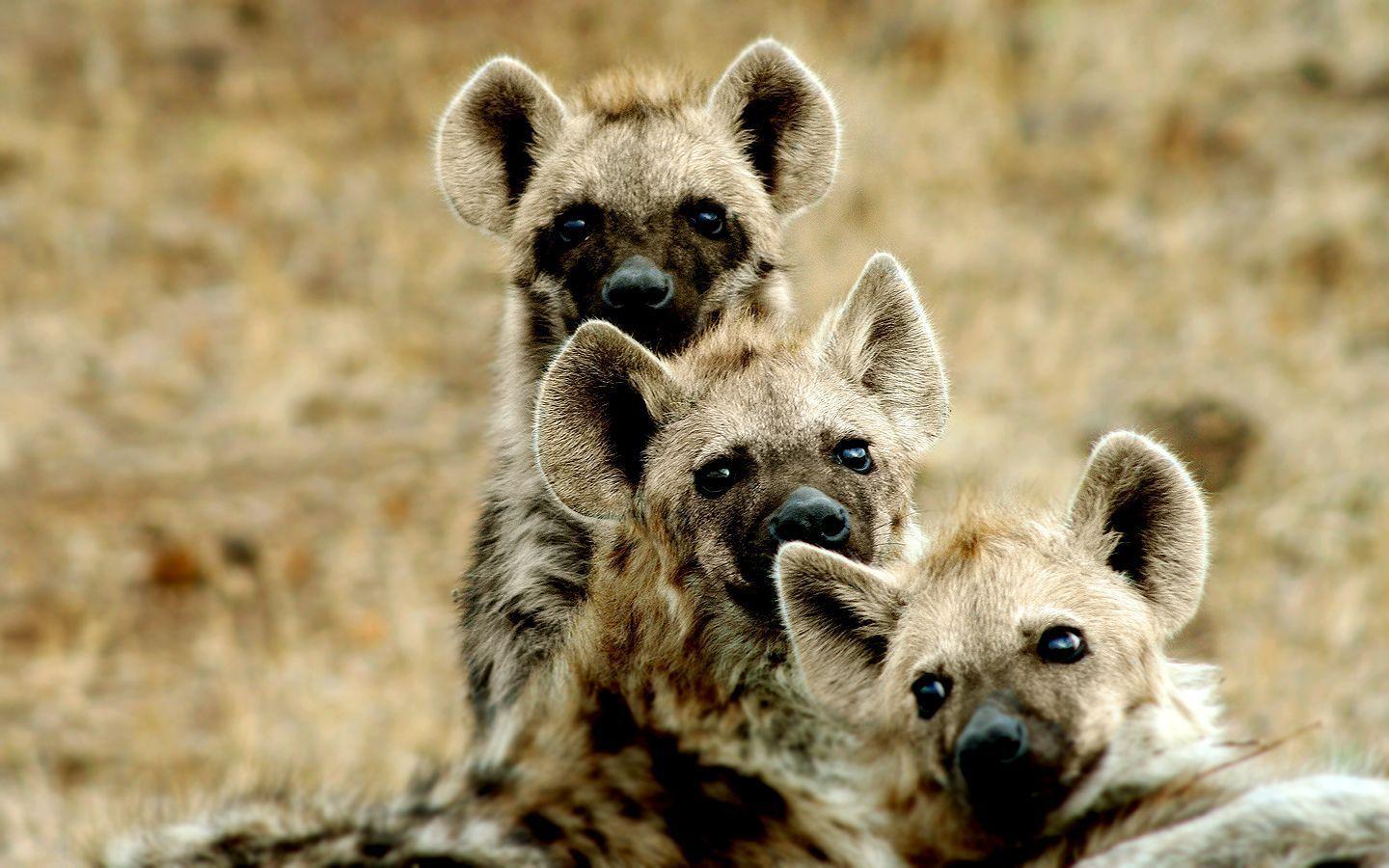 Hyena Wallpapers - Wallpaper Cave