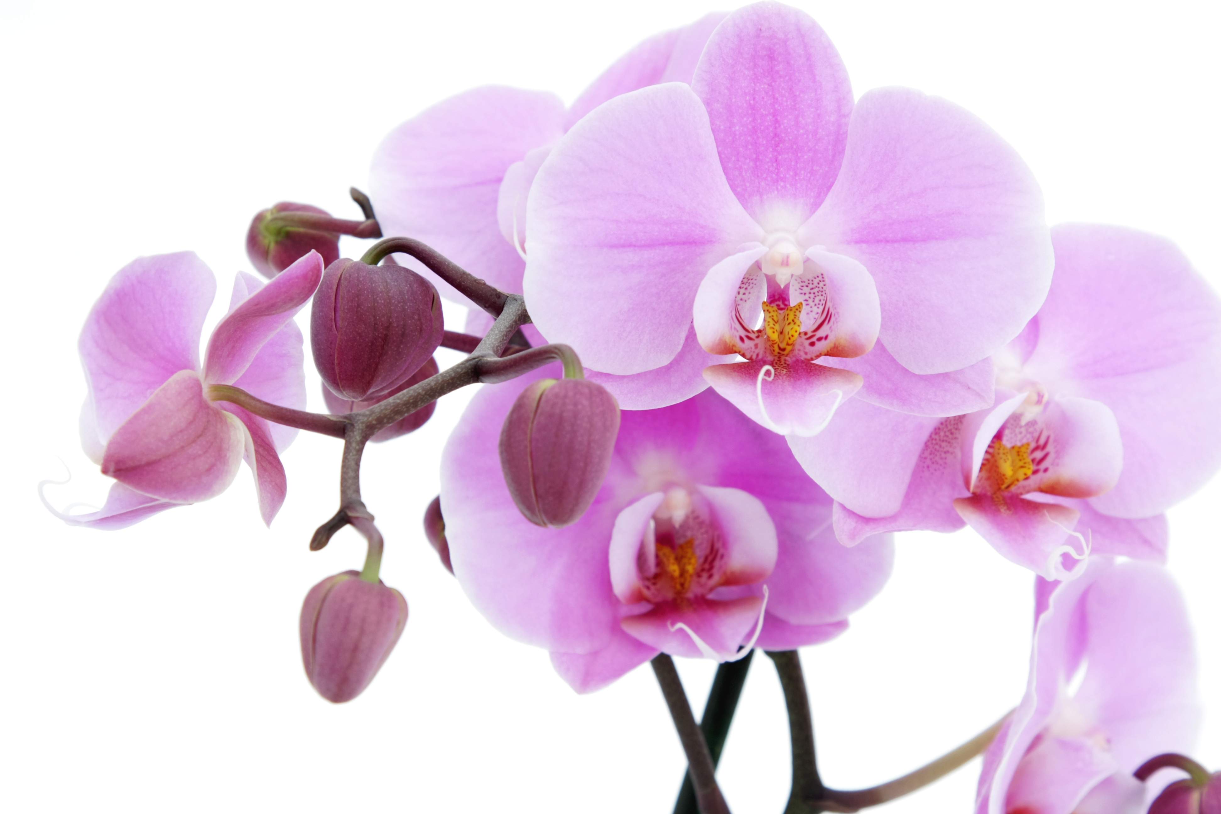 Orchid Flower Wallpapers Wallpaper Cave