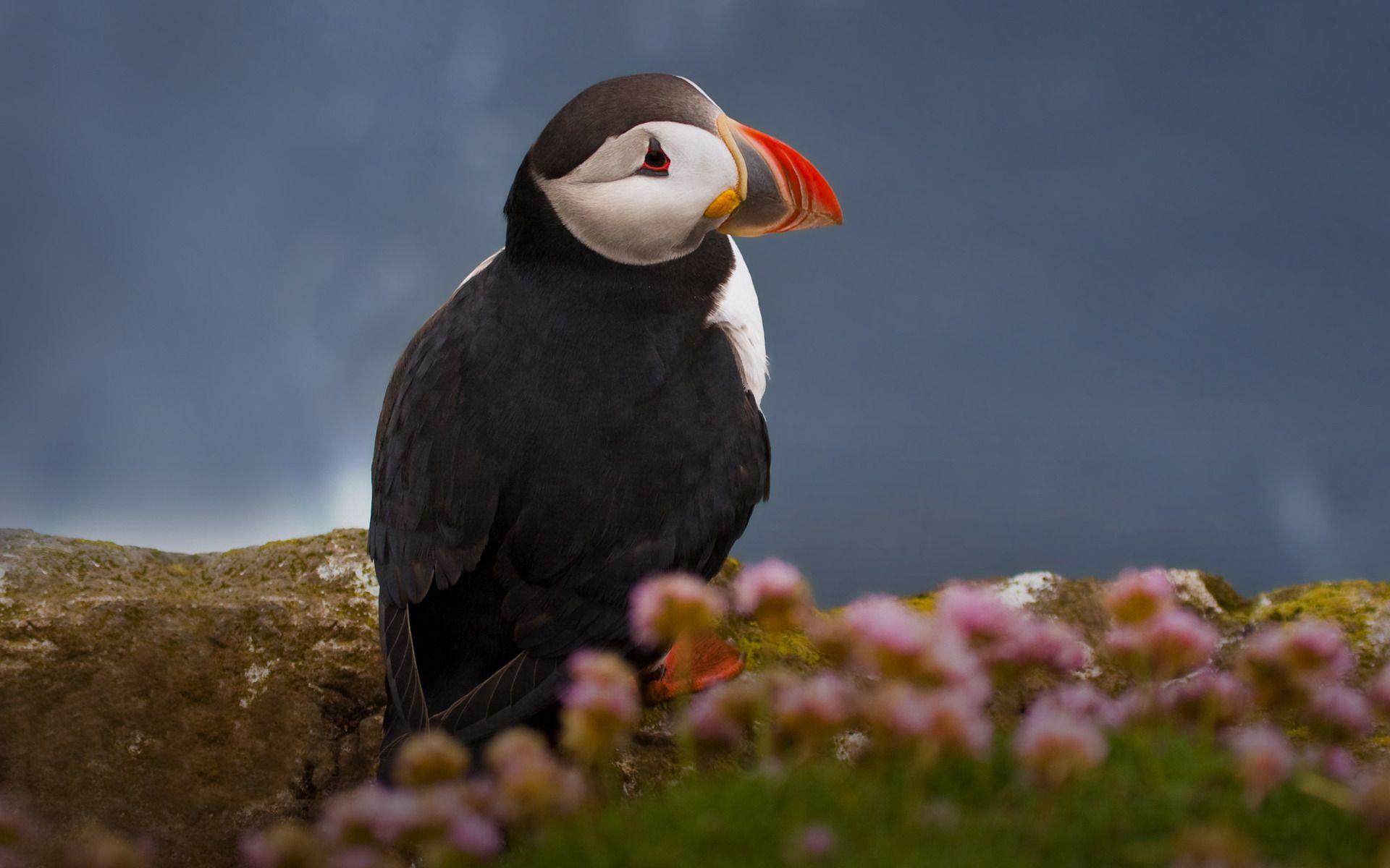 Puffin Wallpapers - Wallpaper Cave