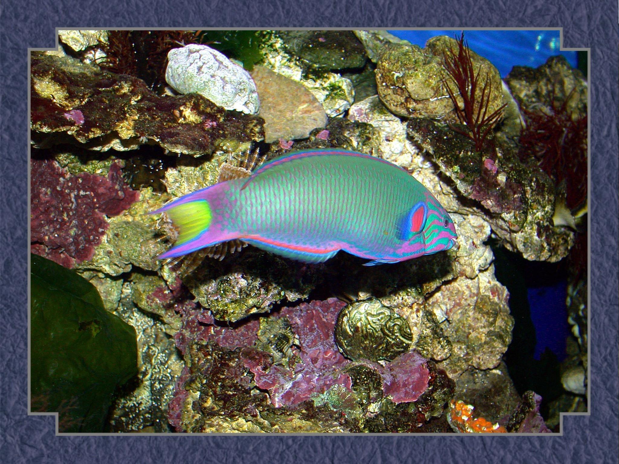 Tropical Fish Wallpapers - Wallpaper Cave