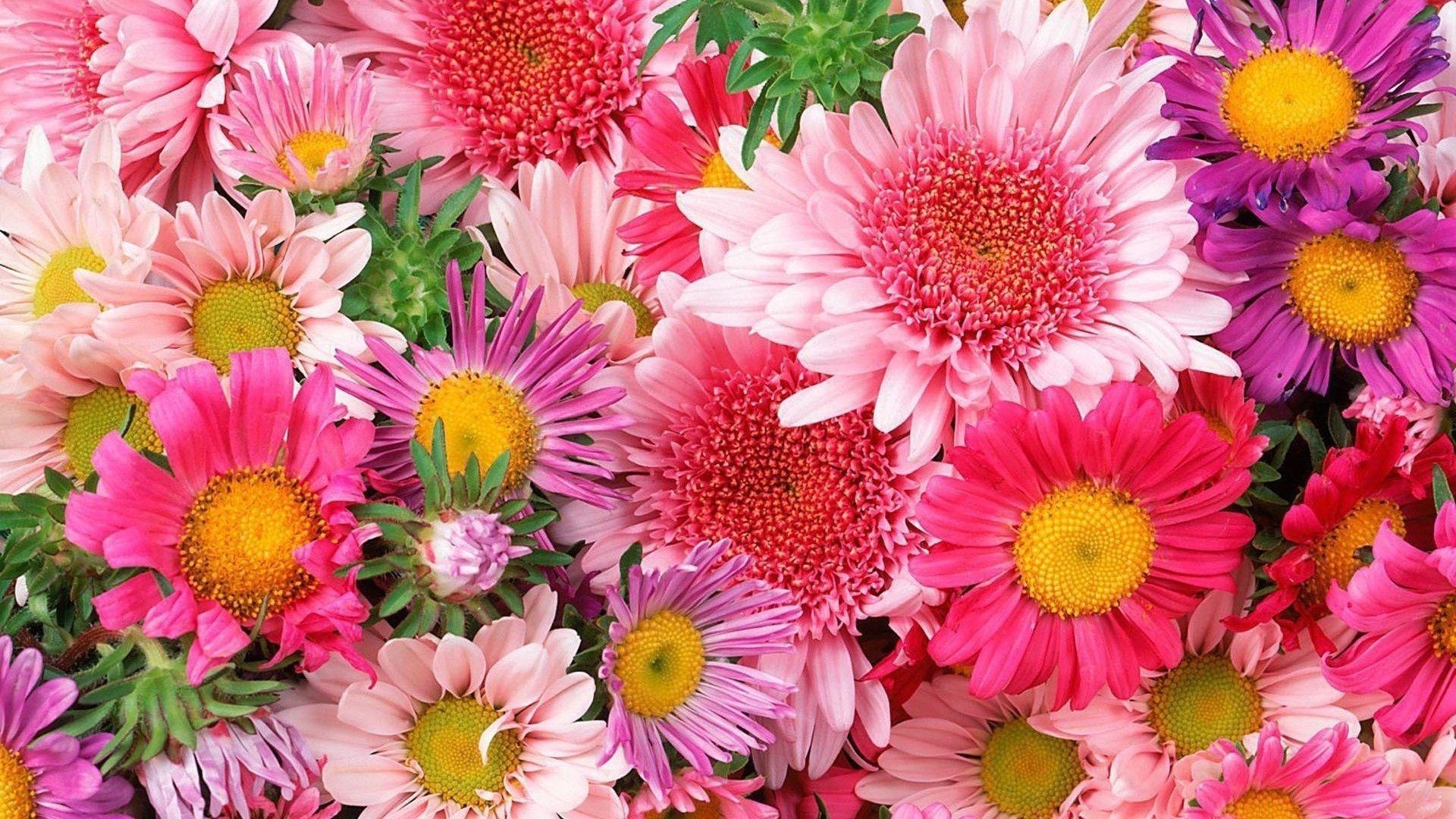 Colorful Flower Backgrounds - Wallpaper Cave