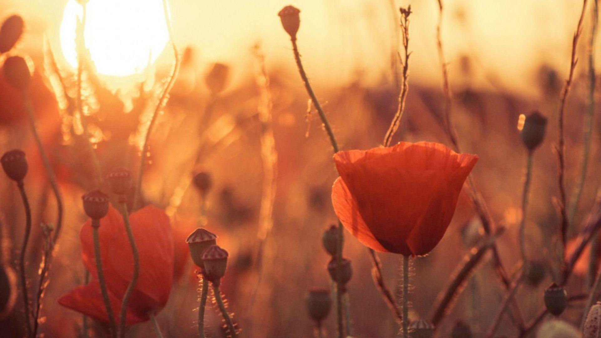 Cool Spring Backgrounds - Wallpaper Cave