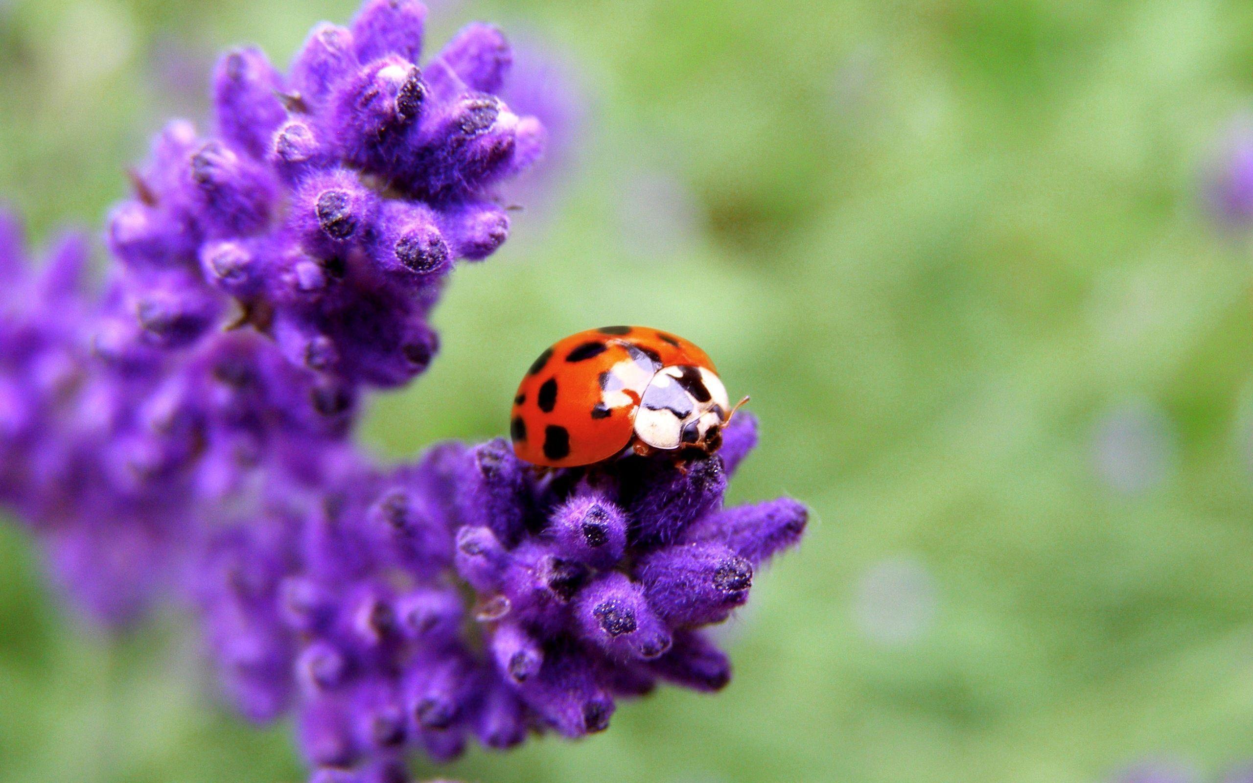 Lady Bug Wallpapers - Wallpaper Cave