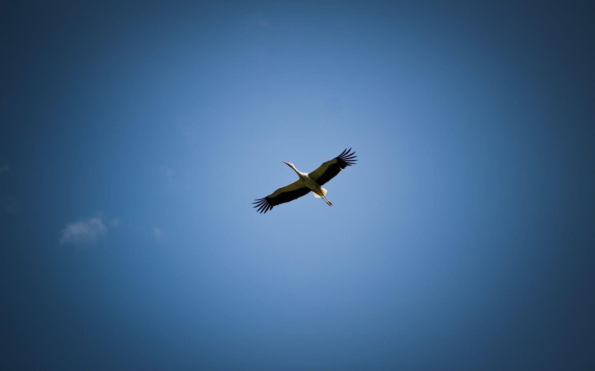 Stork Wallpapers - Wallpaper Cave