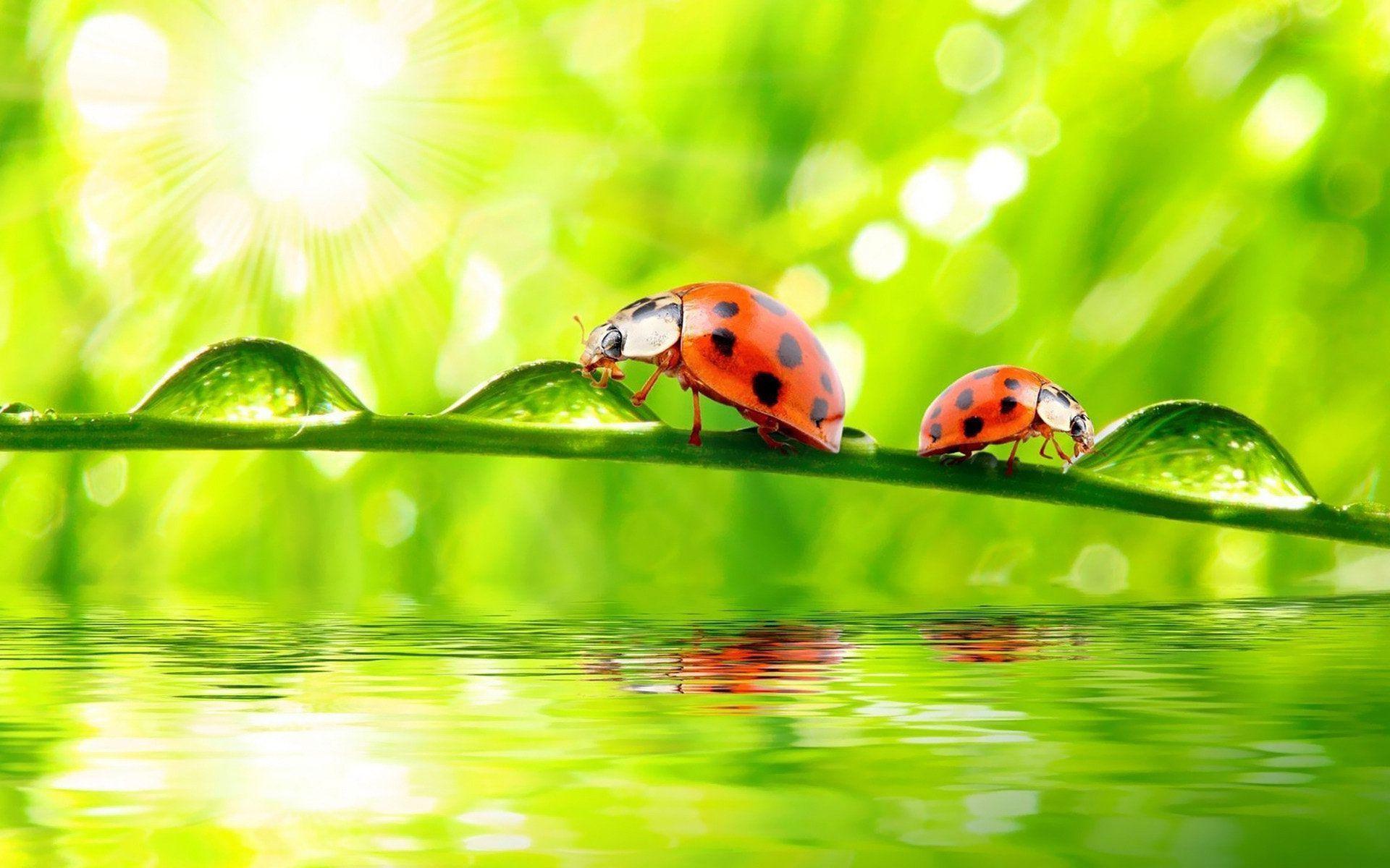 Lady Bug Wallpapers - Wallpaper Cave