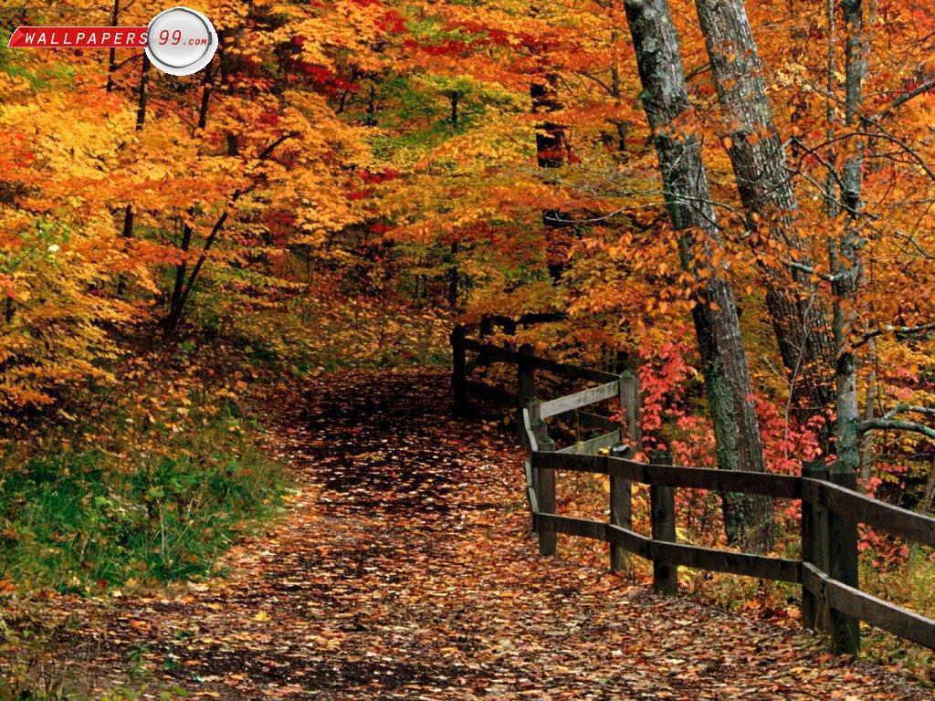 Fall Colors Desktop Wallpapers - Wallpaper Cave