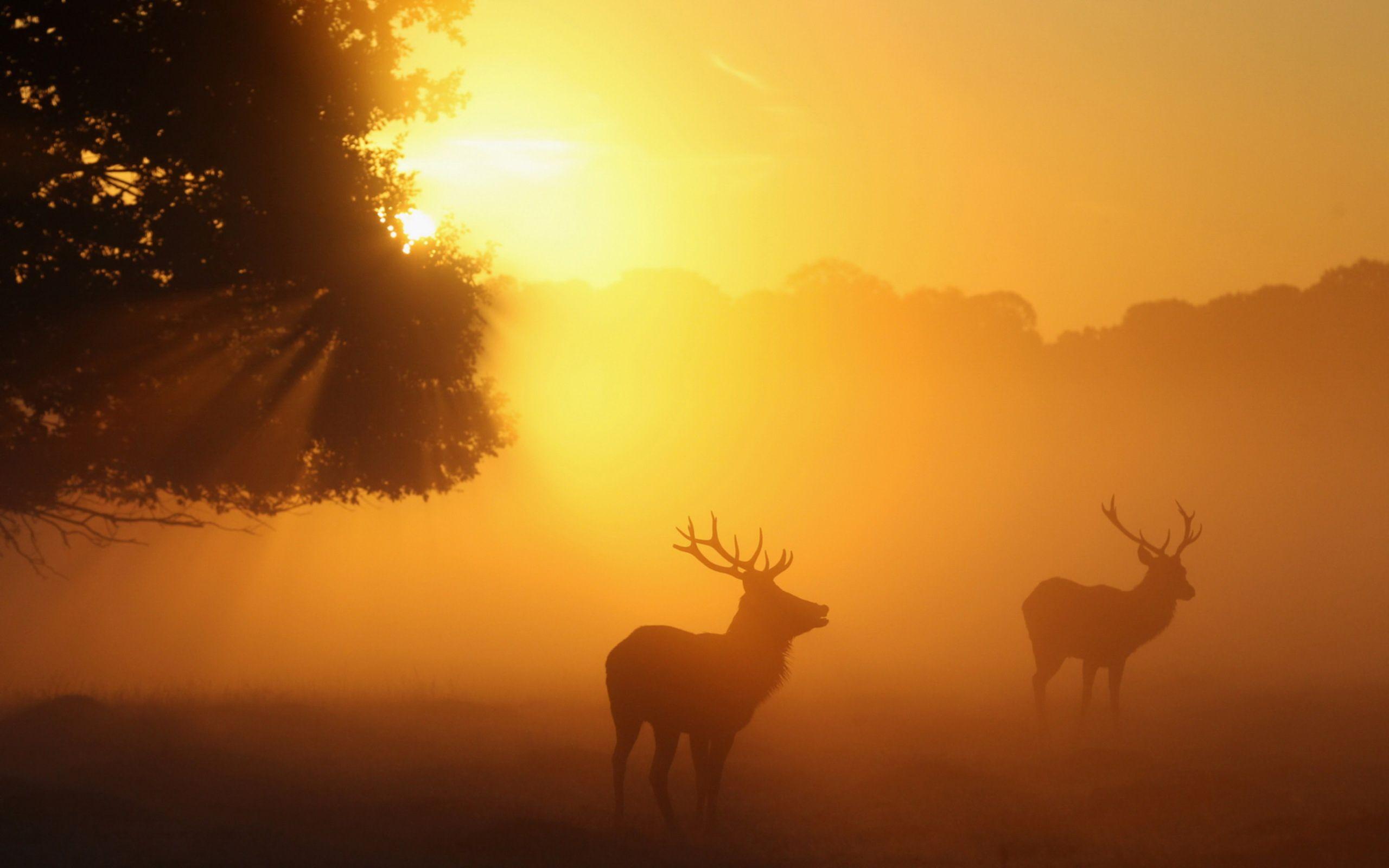 Deer Backgrounds Pictures - Wallpaper Cave