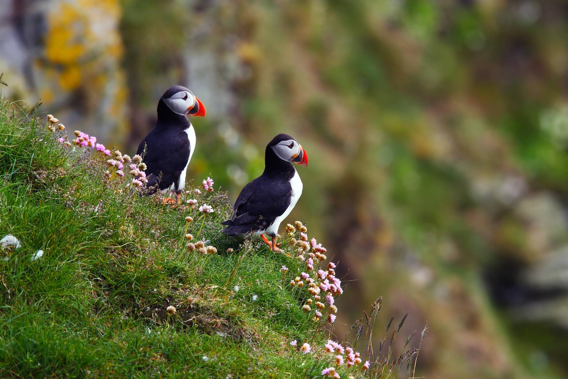 Puffin Wallpapers - Wallpaper Cave