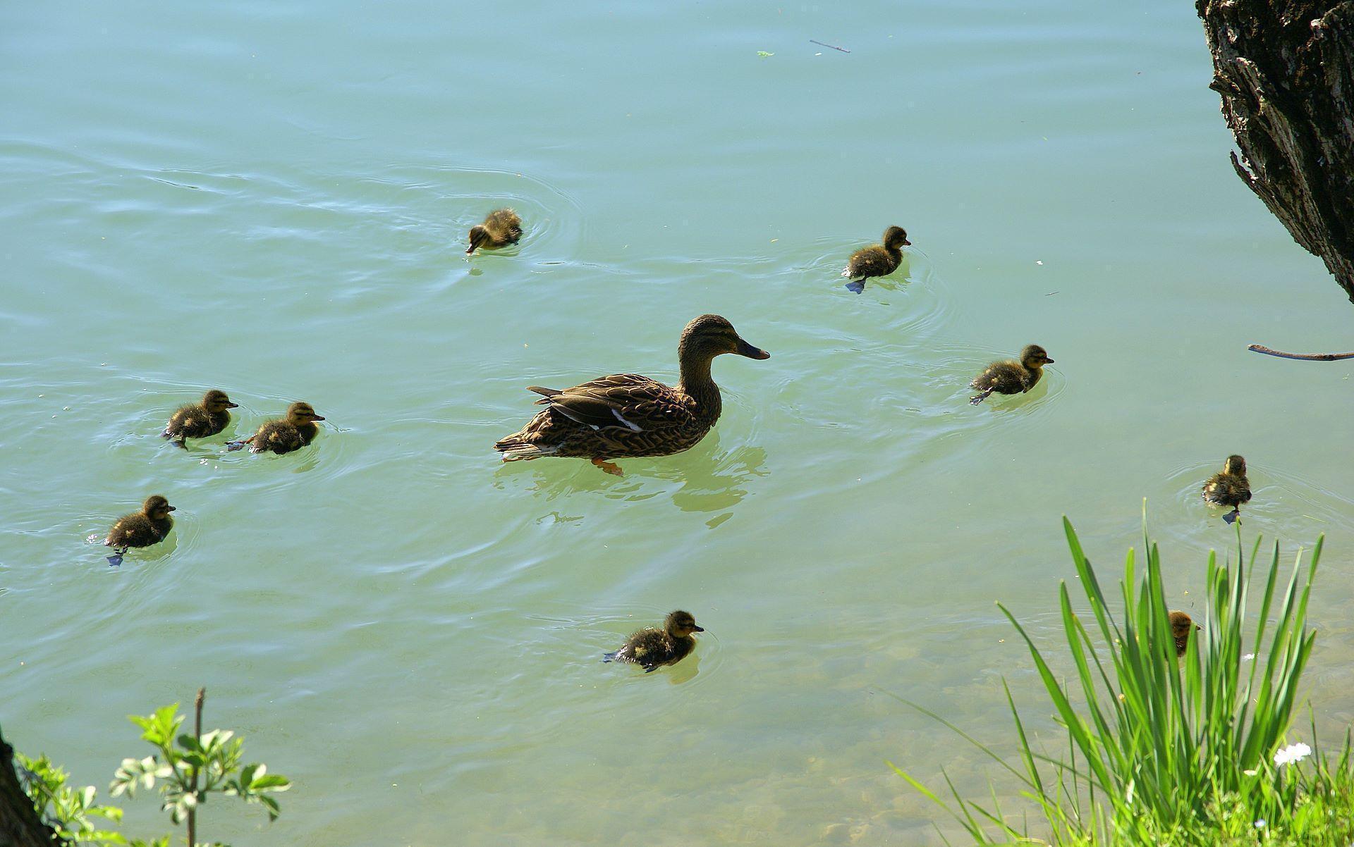 Duck Backgrounds - Wallpaper Cave