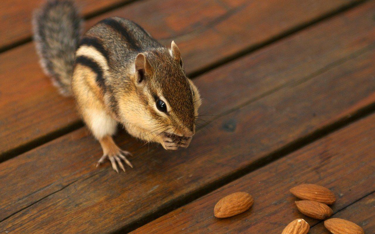 Chipmunk Wallpapers - Wallpaper Cave