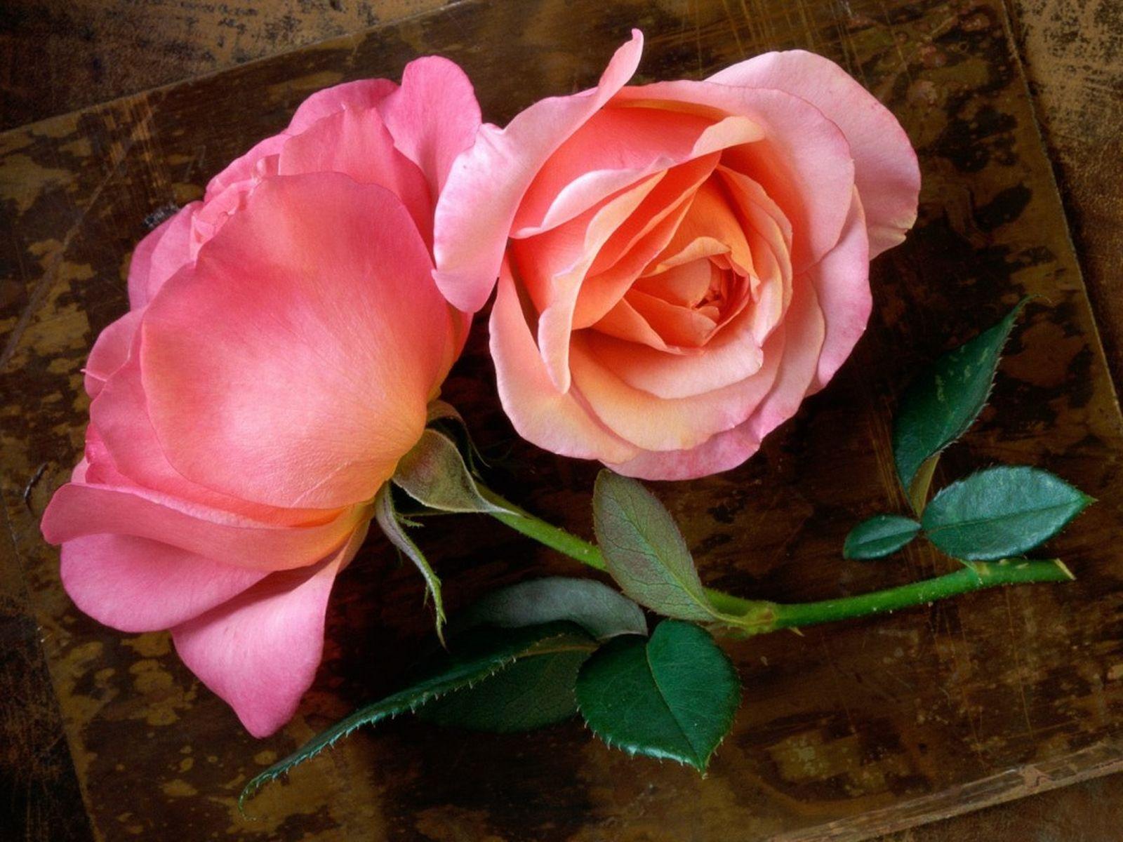 Beautiful Roses Wallpapers - Wallpaper Cave