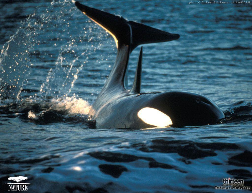 Orca Wallpapers - Wallpaper Cave