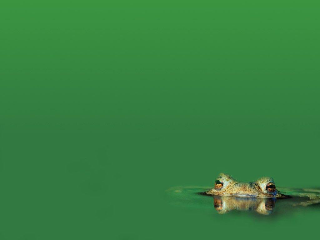 Frogs Backgrounds - Wallpaper Cave