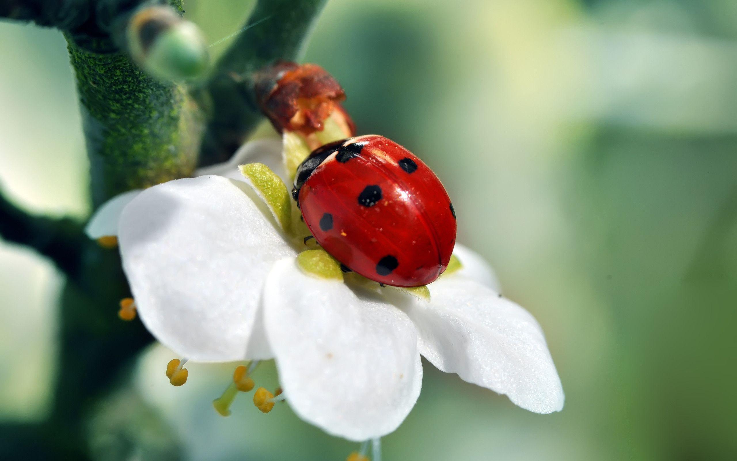 Ladybug Backgrounds - Wallpaper Cave