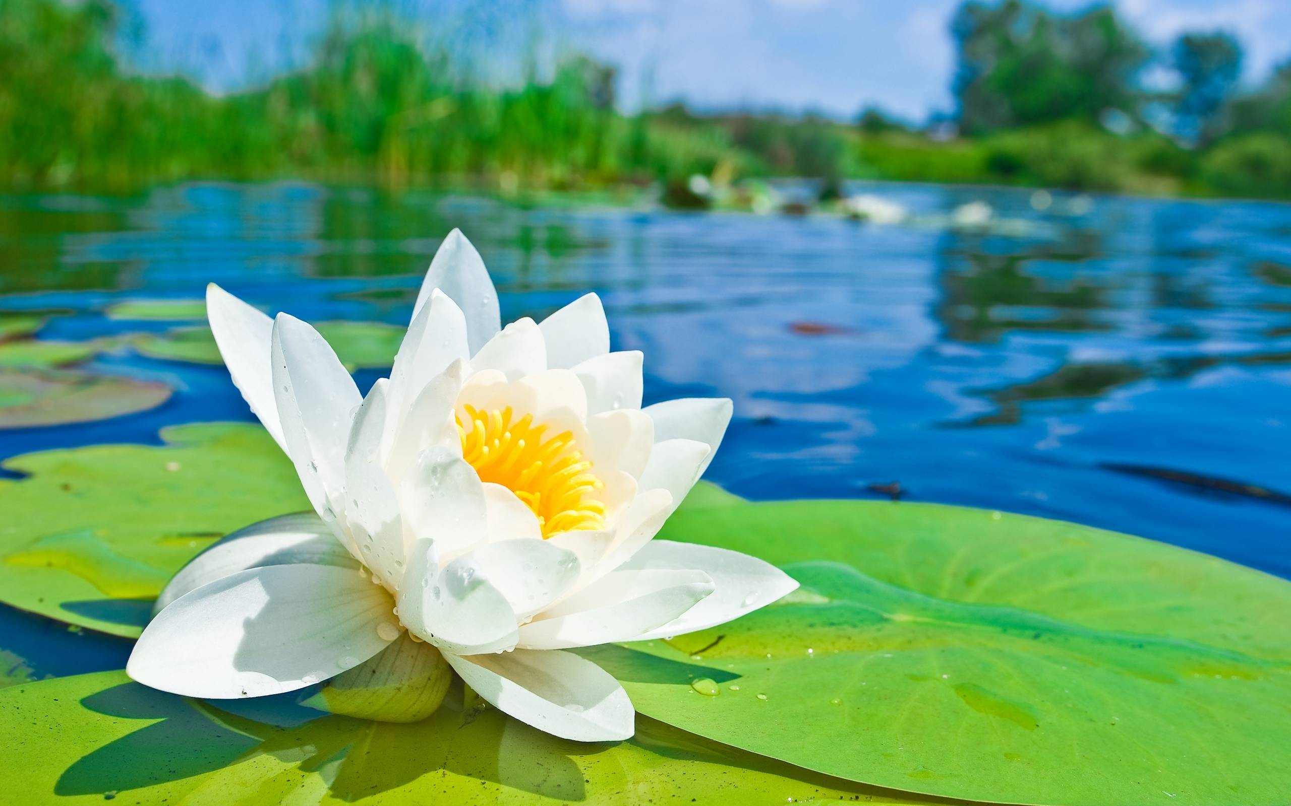 Water Lilies Wallpapers - Wallpaper Cave