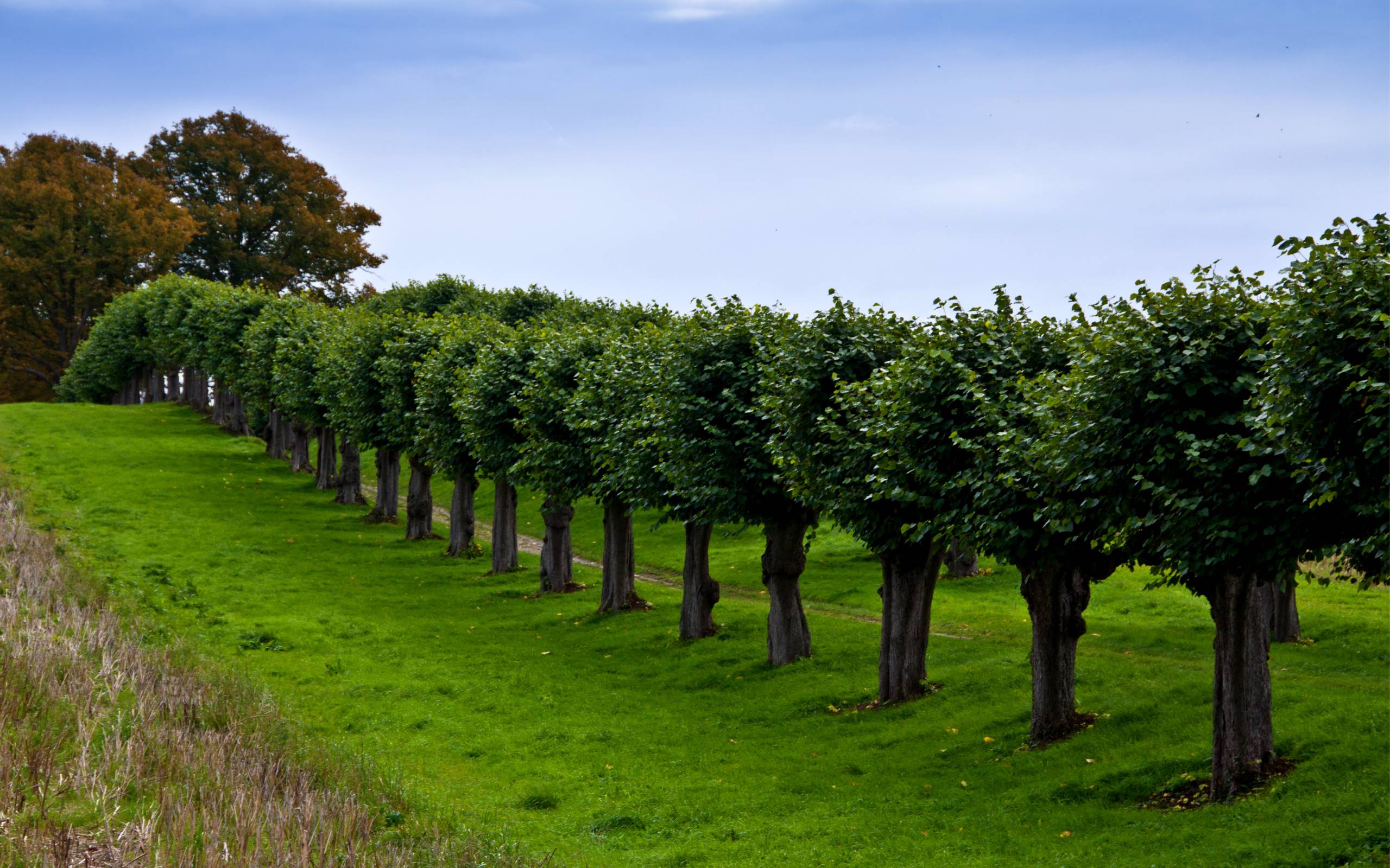 Vineyard Wallpapers - Wallpaper Cave