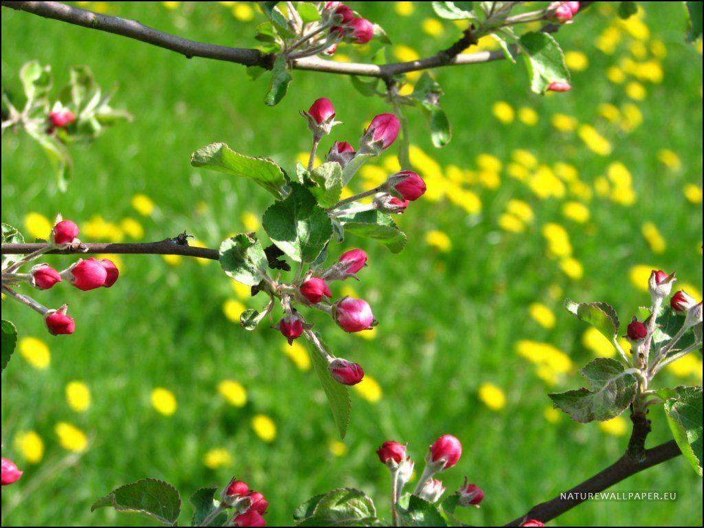 Apple Tree Wallpapers - Wallpaper Cave