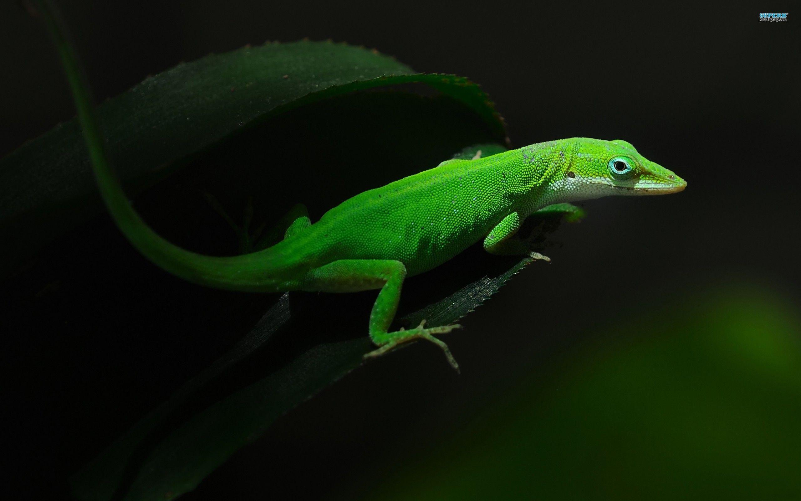 Gecko Wallpapers - Wallpaper Cave