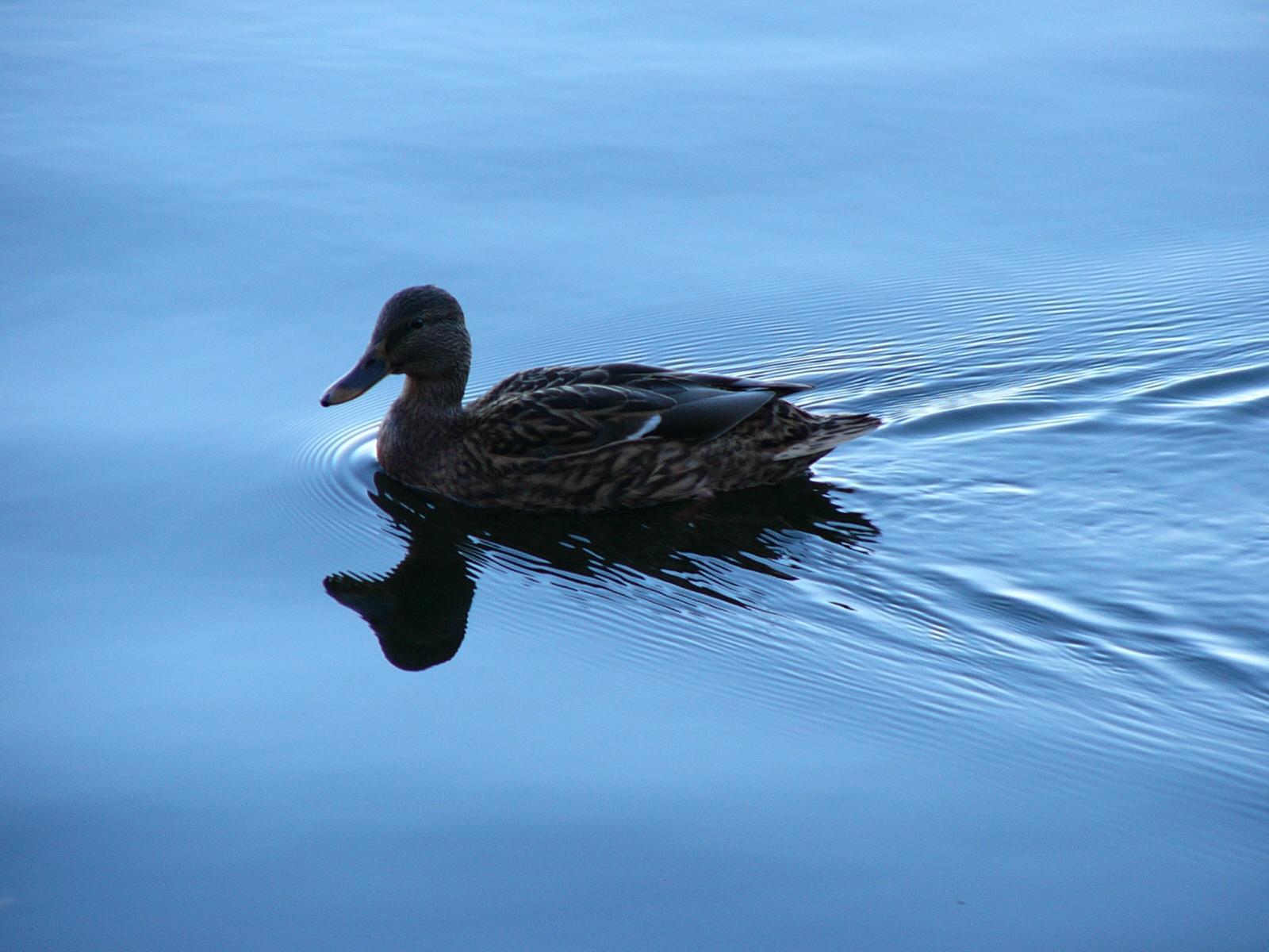Duck Backgrounds - Wallpaper Cave