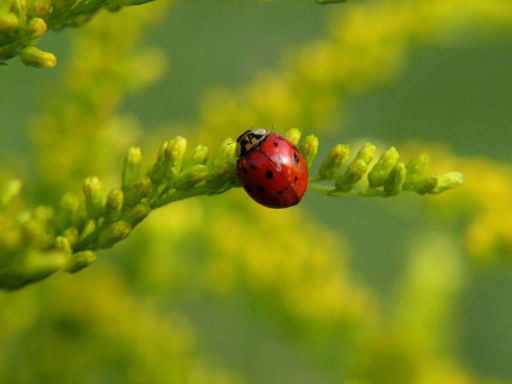 Lady Bug Wallpapers - Wallpaper Cave