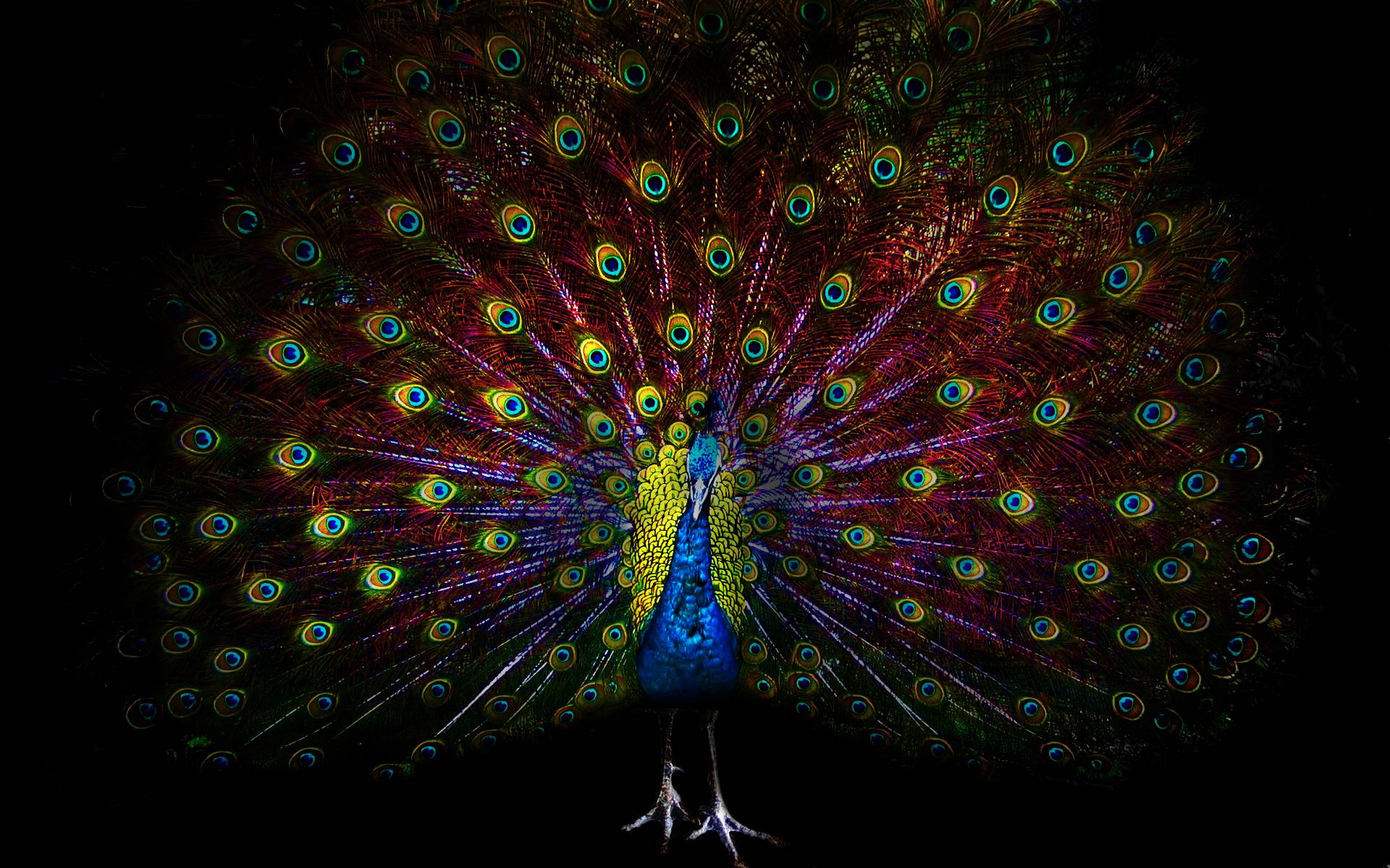 Wallpapers Peacock Wallpaper Cave Wallpapers Peacock Wallpaper Cave