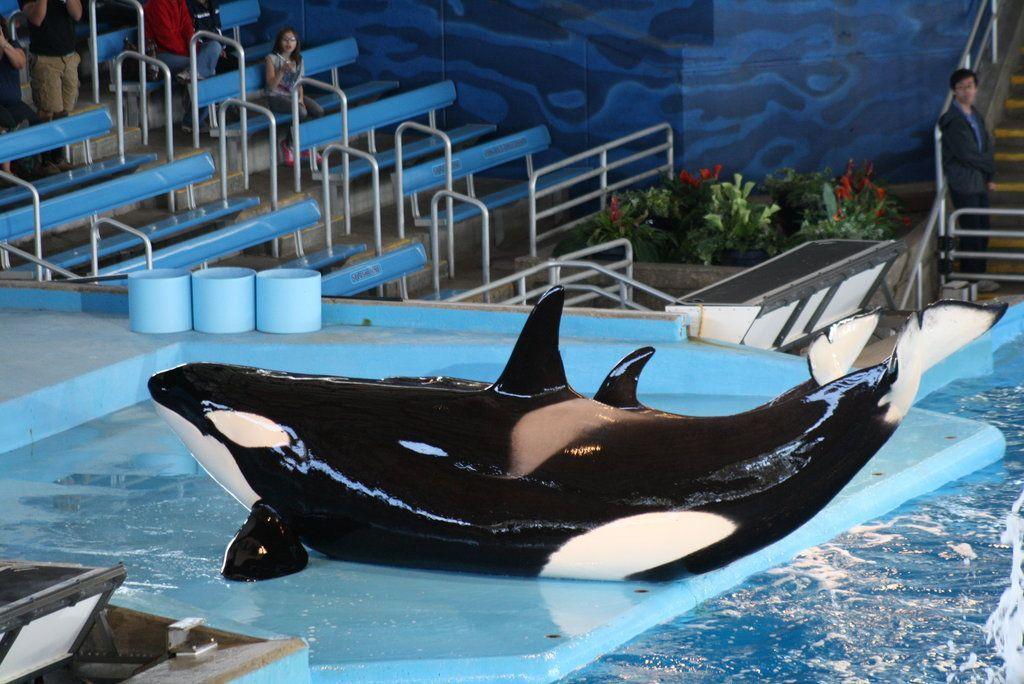 Shamu Wallpapers - Wallpaper Cave