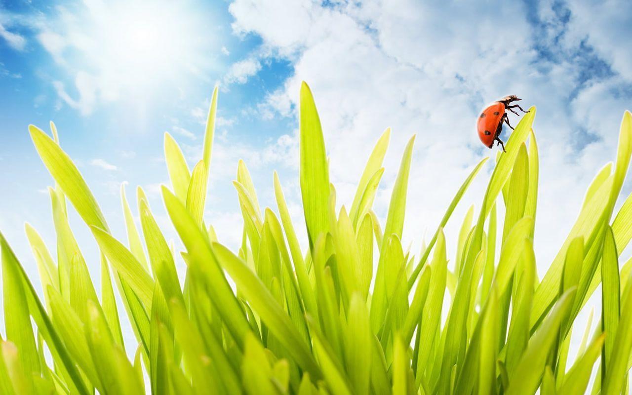 Springs Wallpapers - Wallpaper Cave