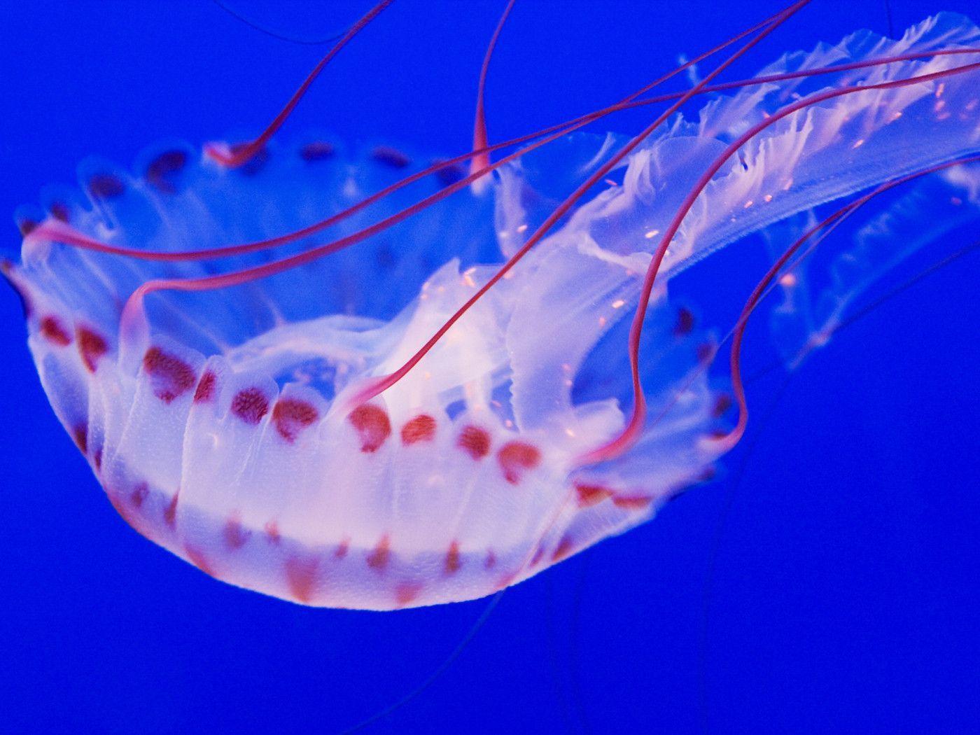 Jelly Fish Wallpapers - Wallpaper Cave