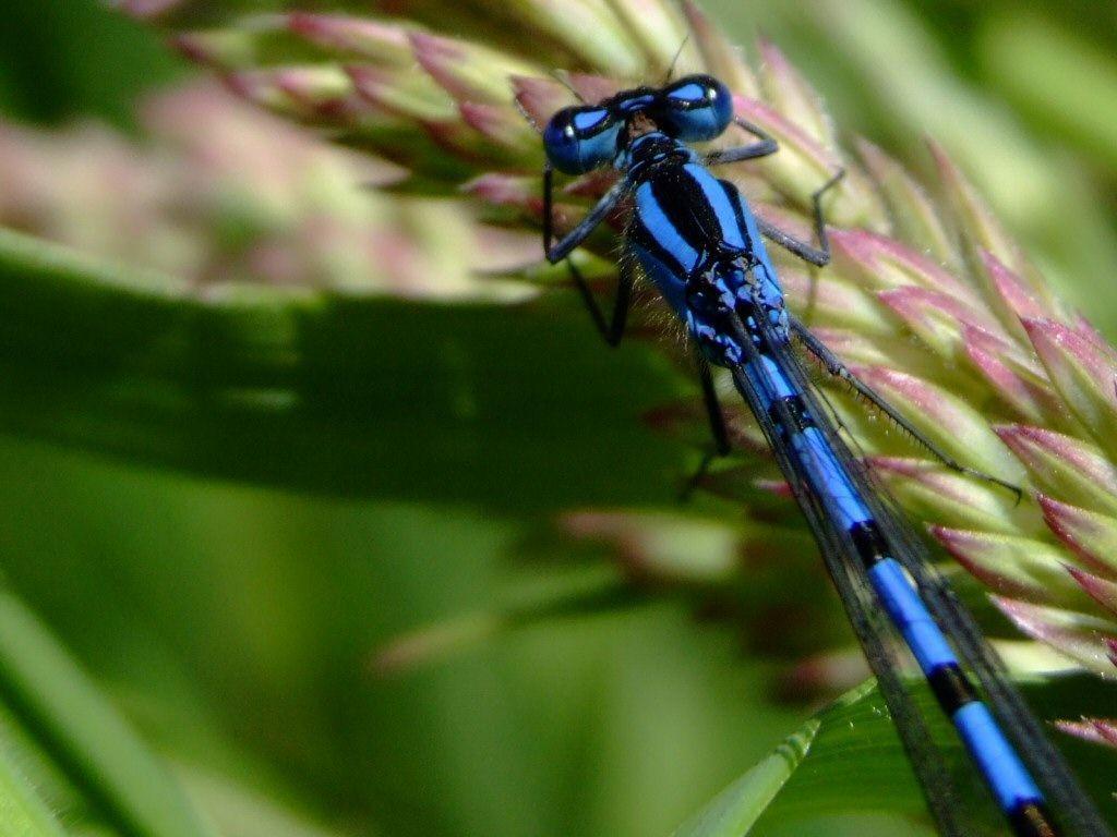 Free Dragonfly Wallpapers - Wallpaper Cave