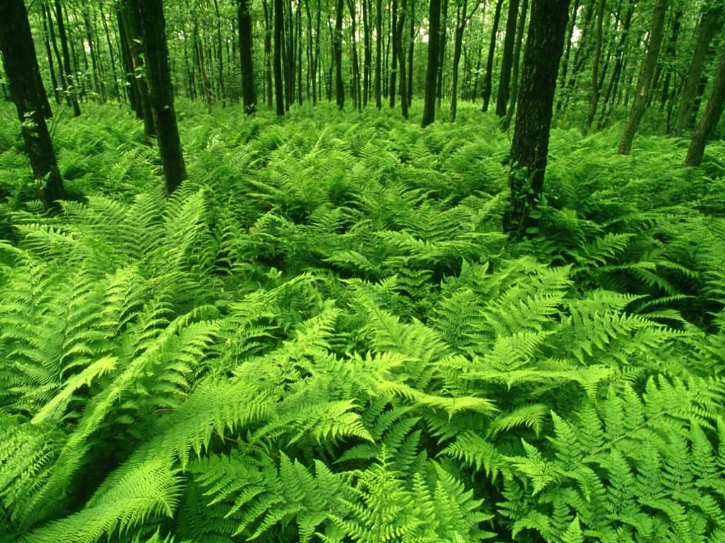 Forest Green Wallpapers - Wallpaper Cave