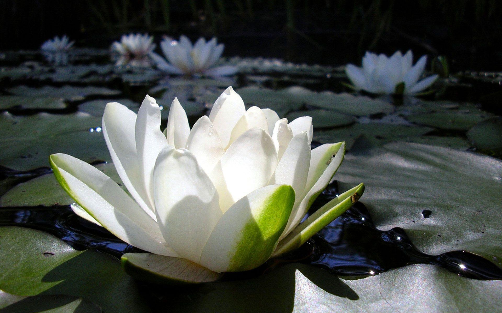 Lotus Wallpapers - Wallpaper Cave