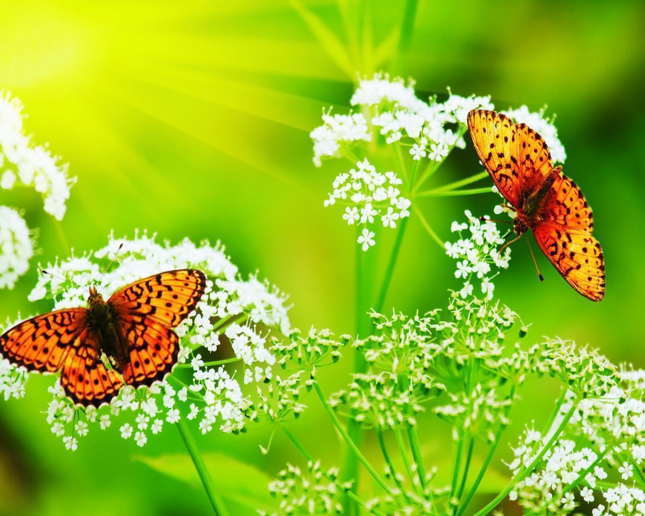 Butterflies Backgrounds Wallpapers - Wallpaper Cave