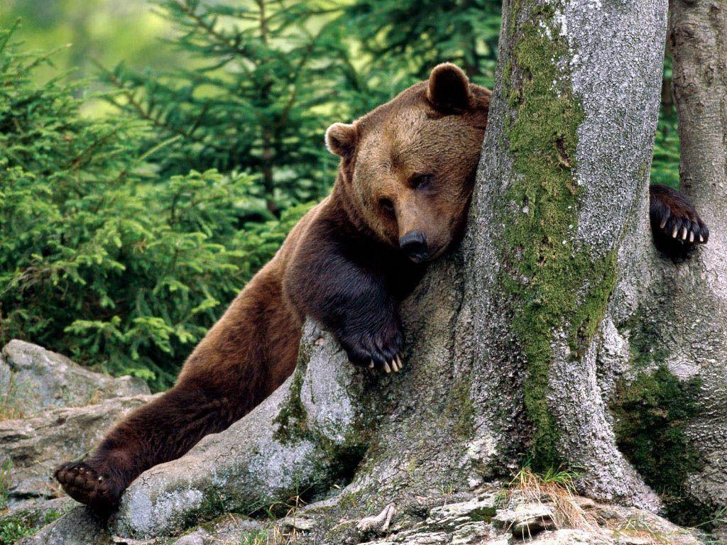 Wallpapers Of Bears - Wallpaper Cave
