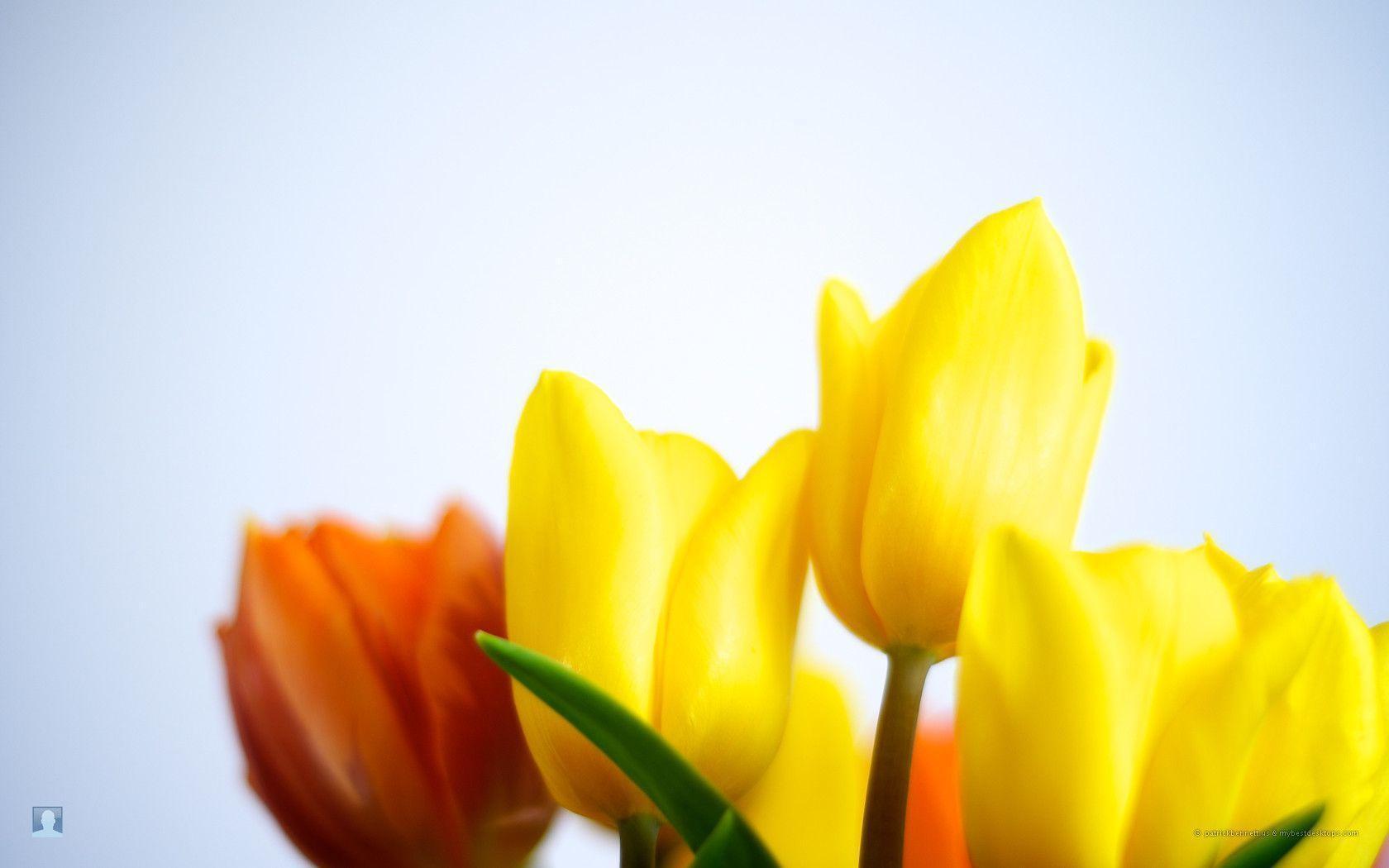 Free Desktop Wallpapers Spring Flowers - Wallpaper Cave