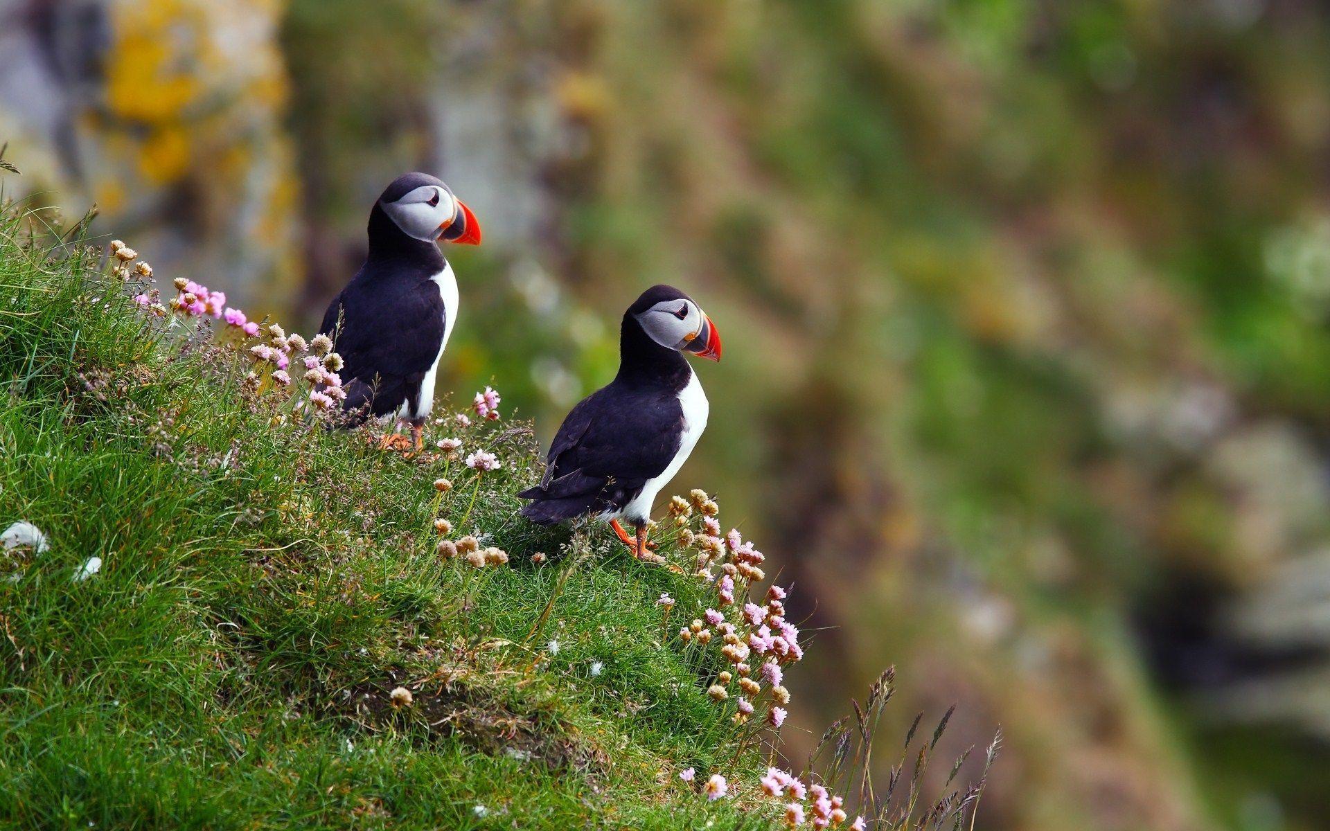 Puffin Wallpapers - Wallpaper Cave
