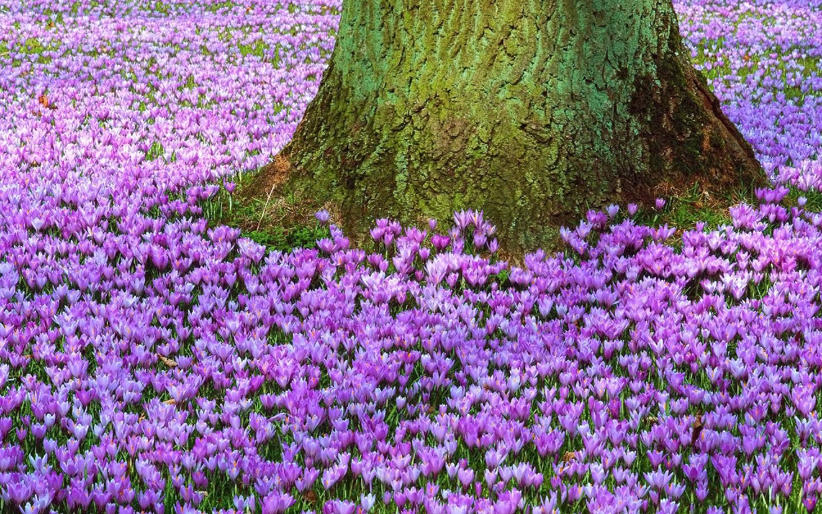 Spring Desktop Wallpapers Amazing Collection - Wallpaper Cave