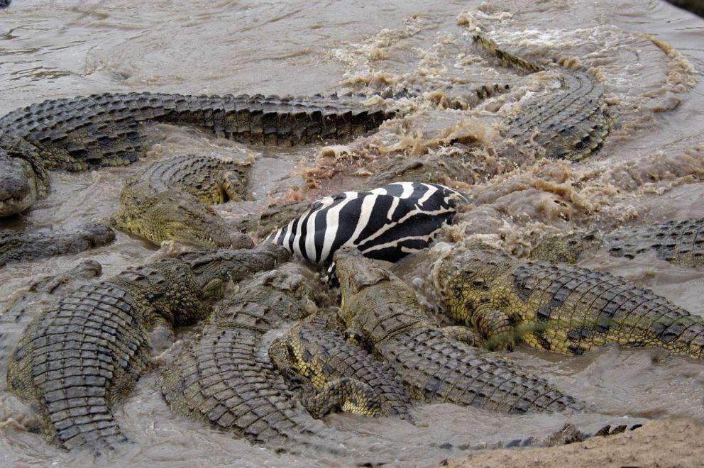 Crocodile Wallpapers - Wallpaper Cave