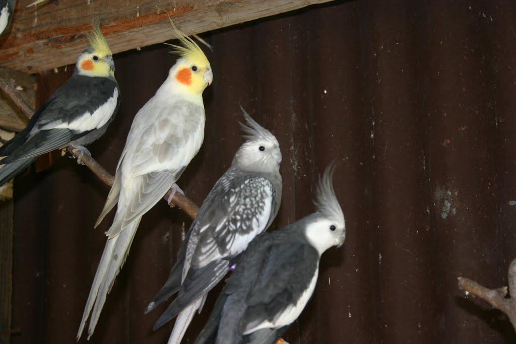 Cockatiel Wallpapers - Wallpaper Cave