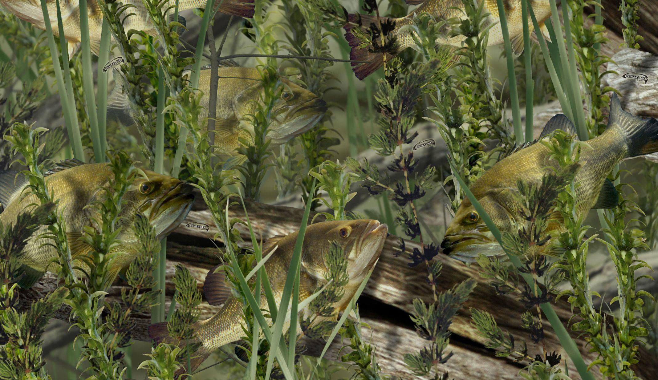 Walleye Wallpapers - Wallpaper Cave